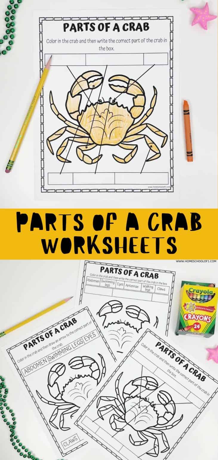 Free Parts of a Crab Worksheet