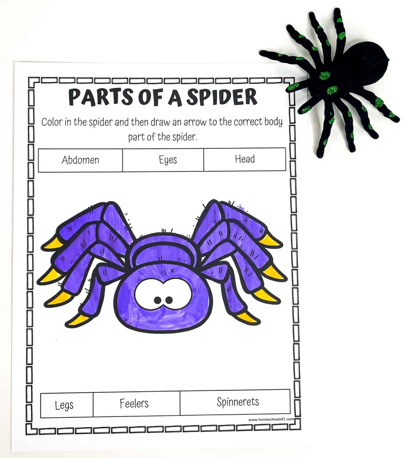 Free Parts of a Spider Worksheet