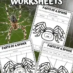 Free Parts of a Spider Worksheet