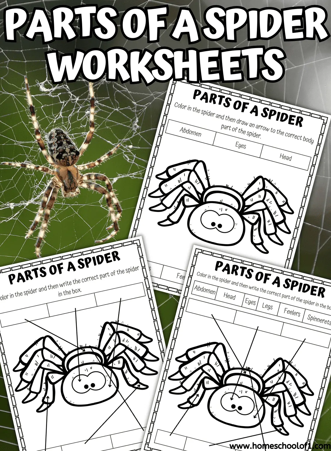 Free Parts of a Spider Worksheet