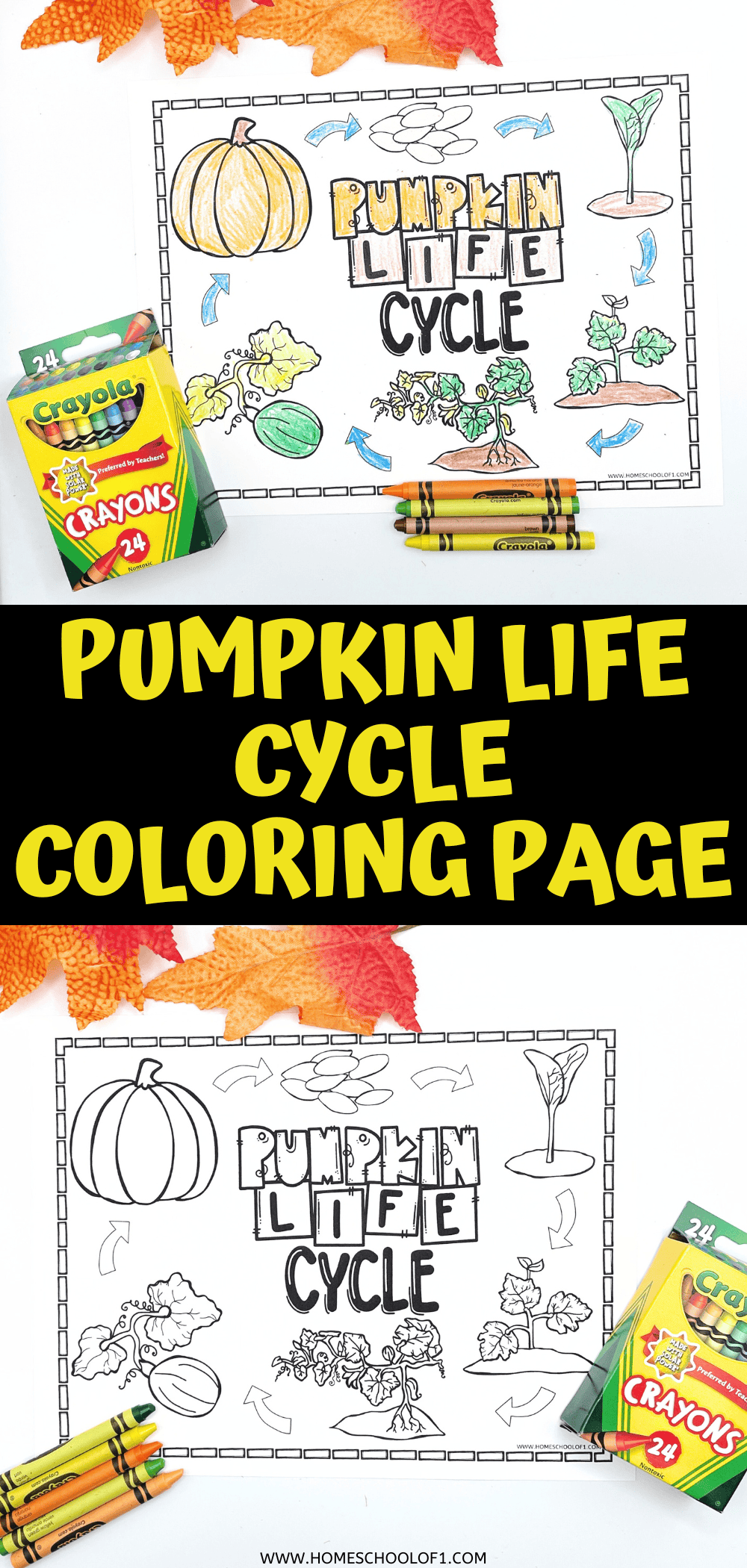 Free Pumpkin Life Cycle Coloring Page