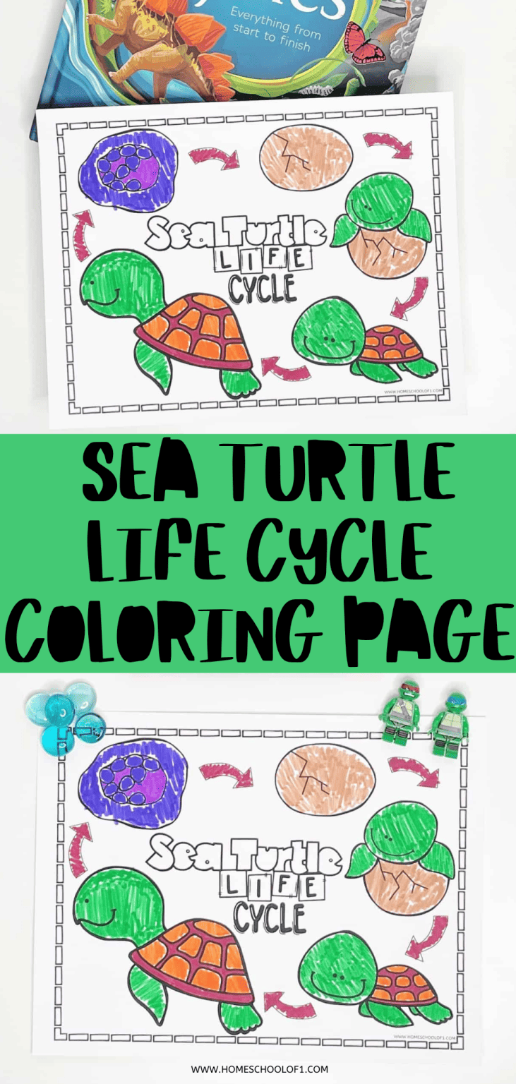 Free Sea Turtle Life Cycle Coloring Page