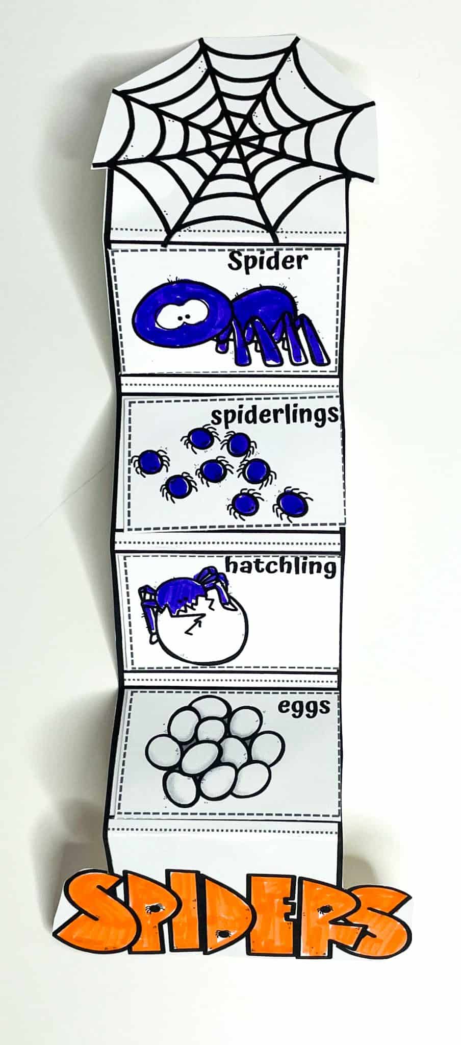 Spider Life Cycle Worksheet for Kids (Free Printable)