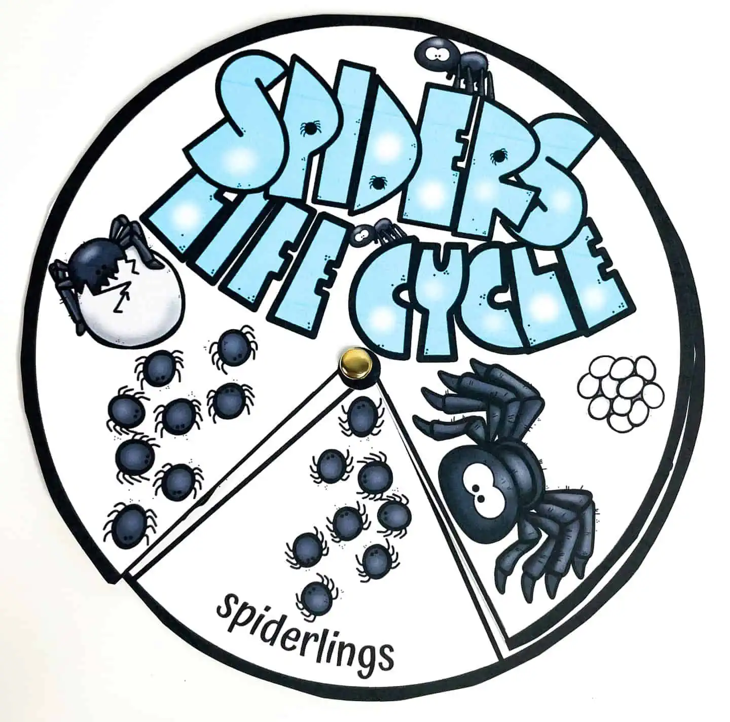 Free Spider Life Cycle Worksheet for Kids