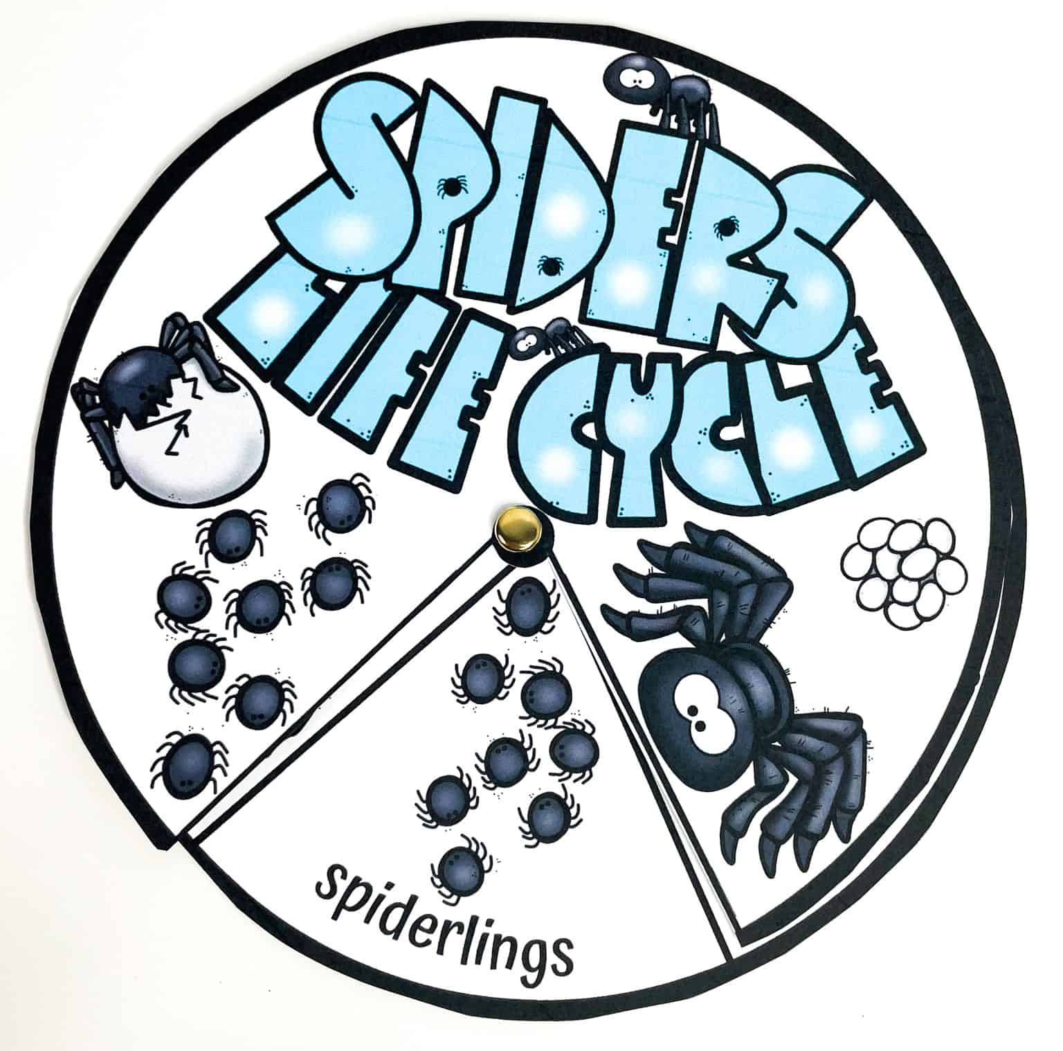 Free Spider Life Cycle Worksheet for Kids