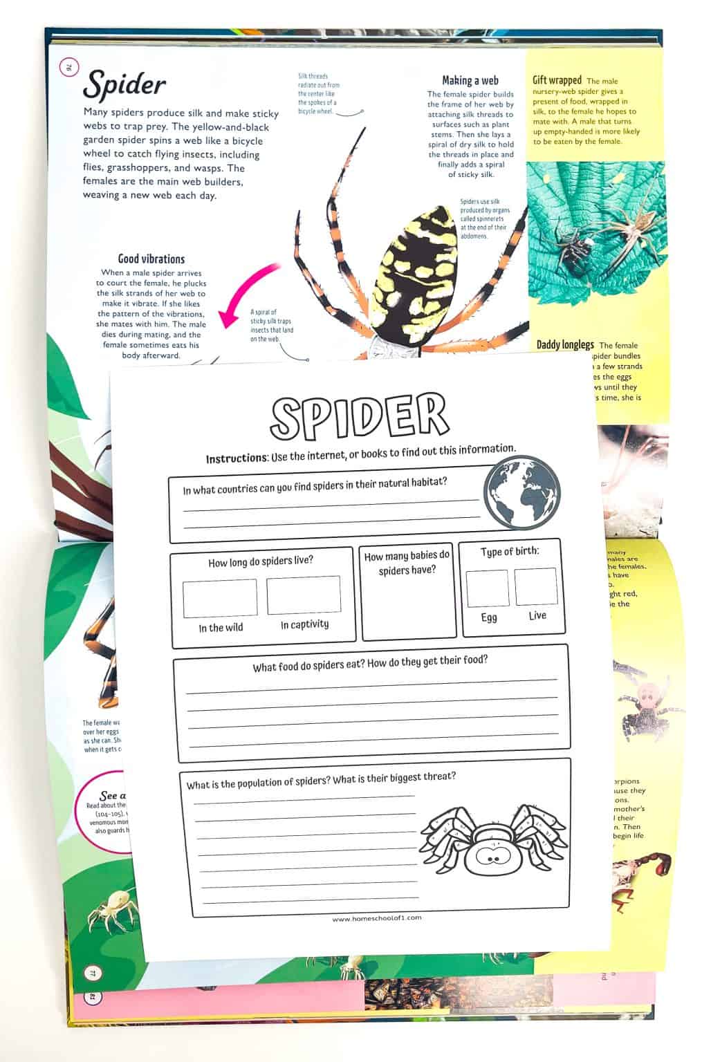 Free Spider Life Cycle Worksheet for Kids