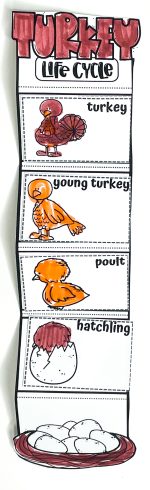 Free Life Cycle of a Turkey Worksheet