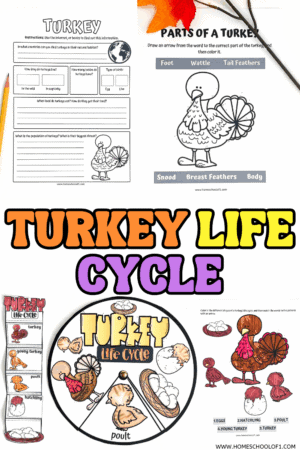Free Life Cycle of a Turkey Worksheet
