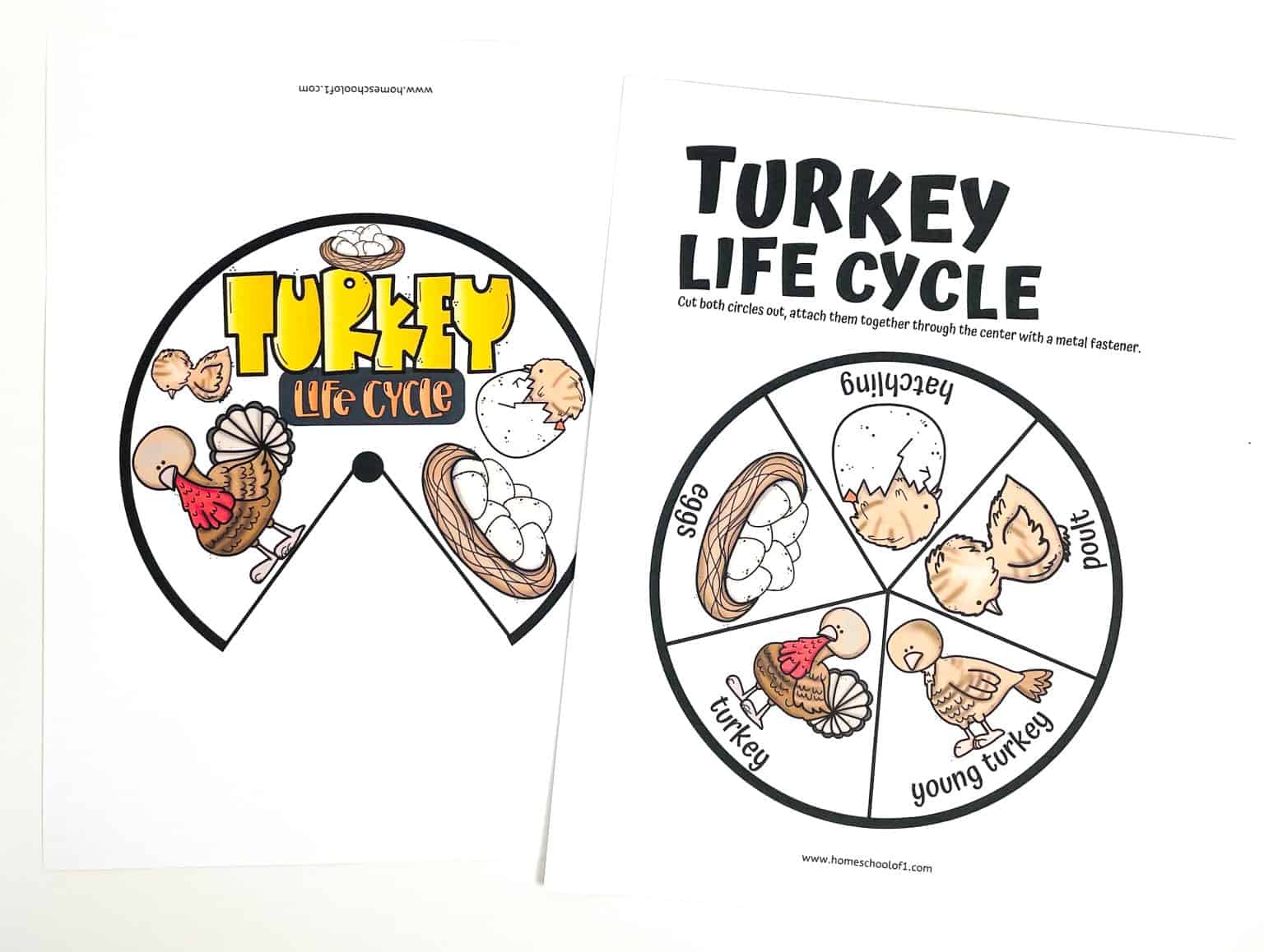 Free Life Cycle of a Turkey Worksheet