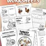 Free Life Cycle of a Turkey Worksheet