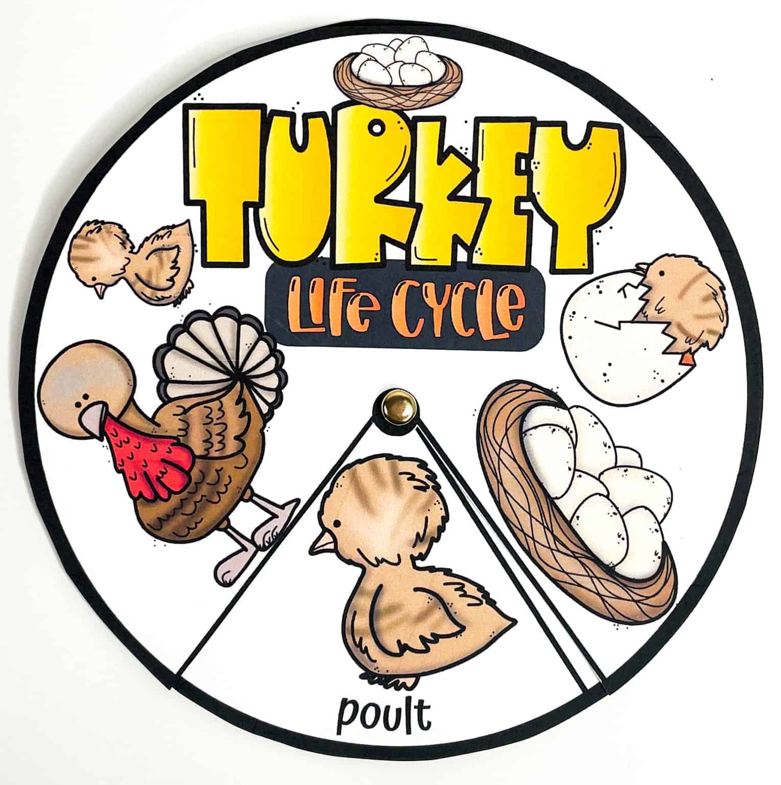 Free Life Cycle of a Turkey Worksheet