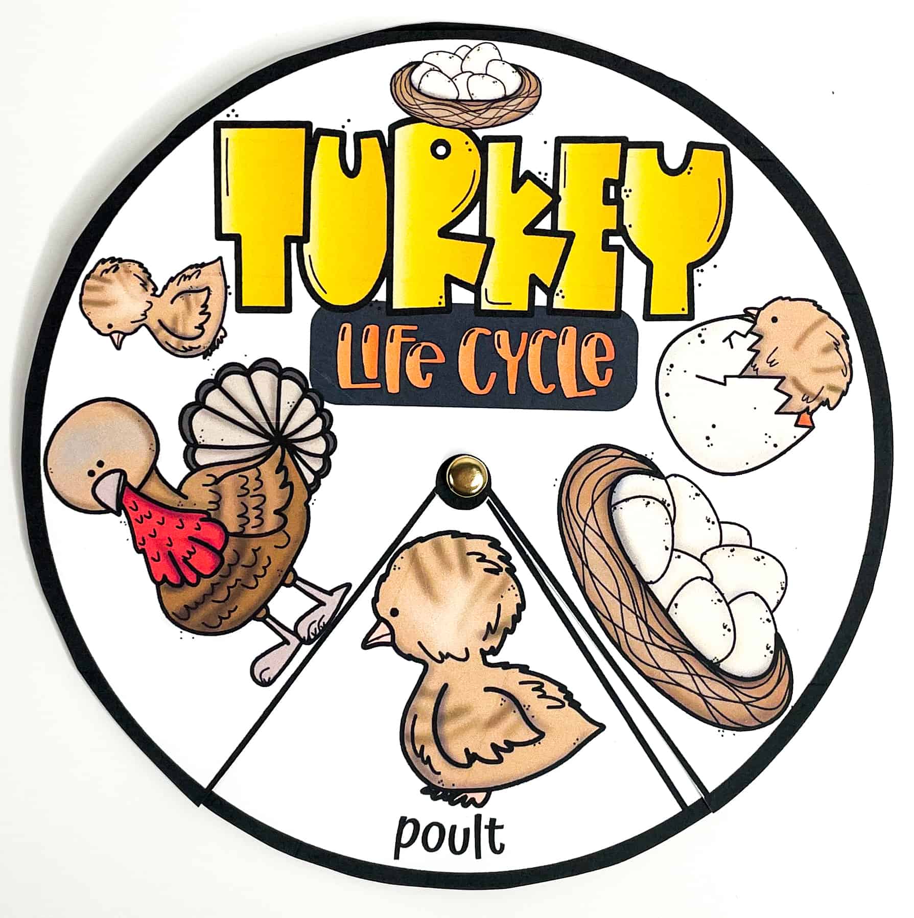 Free Life Cycle of a Turkey Worksheet