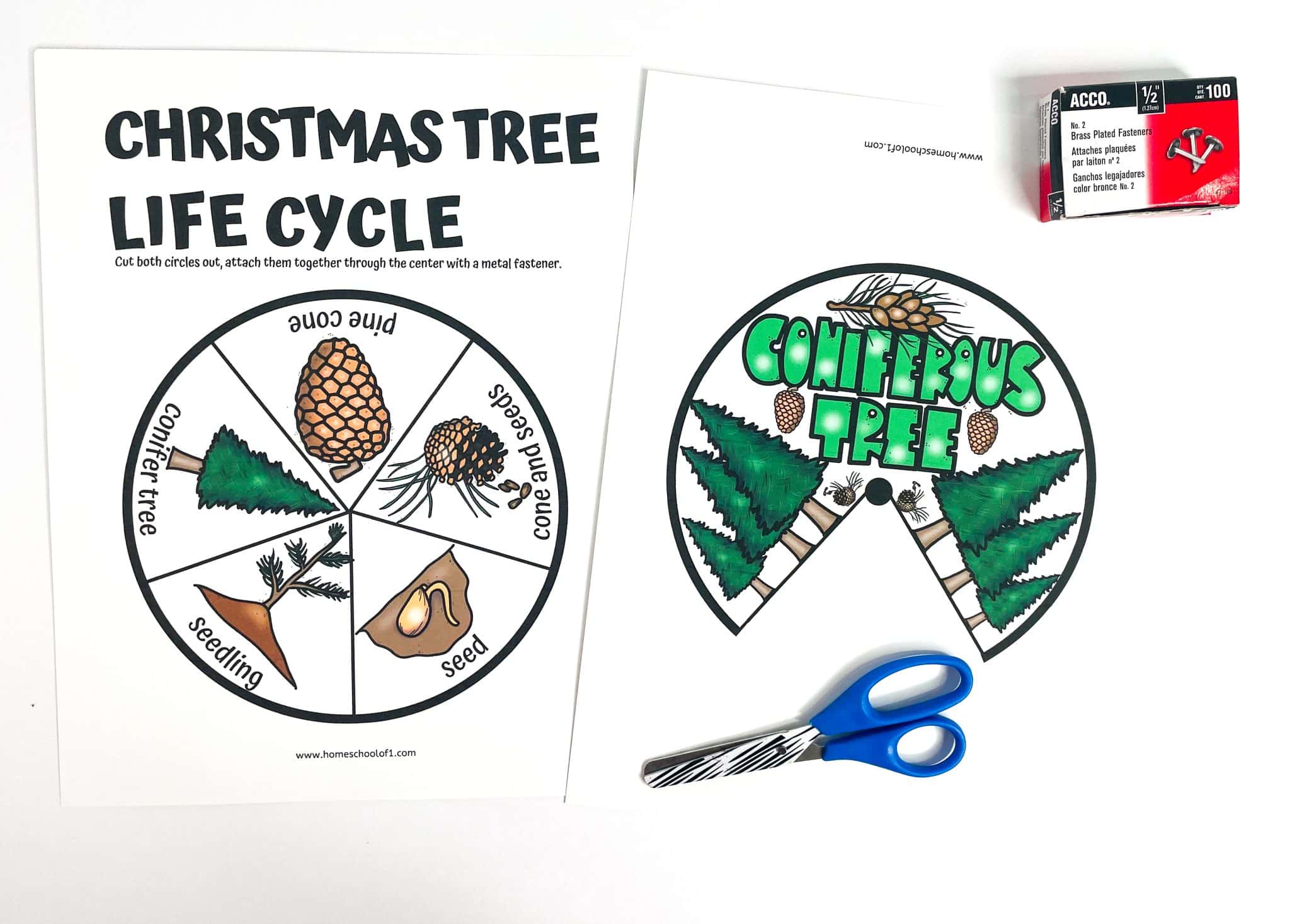 Free Life Cycle of a Christmas Tree Worksheet
