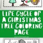 Free Christmas Tree Life Cycle Coloring Page