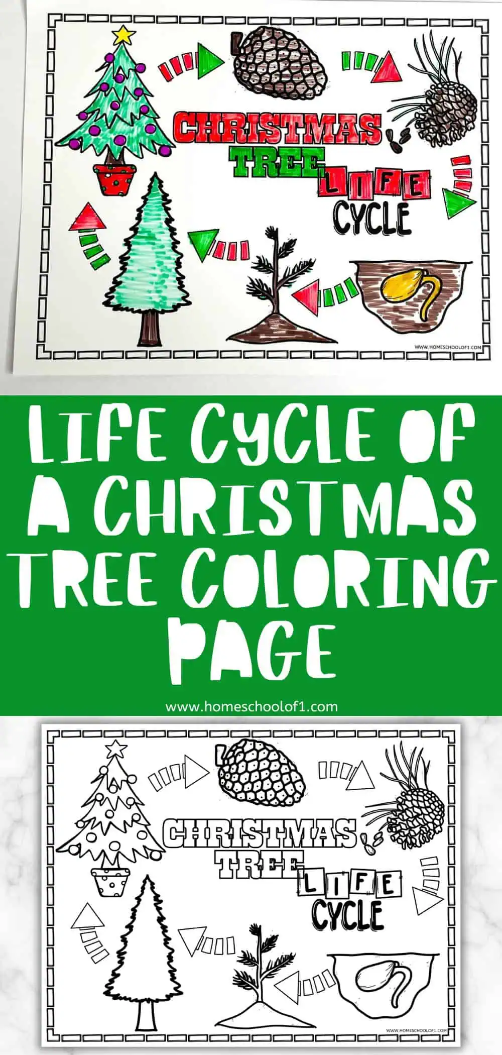 Free Christmas Tree Life Cycle Coloring Page