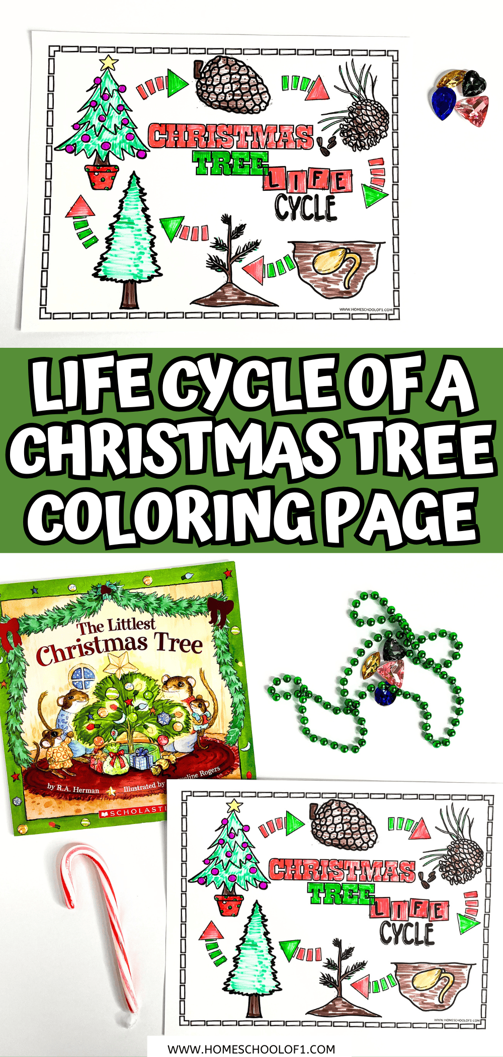 Free Christmas Tree Life Cycle Coloring Page