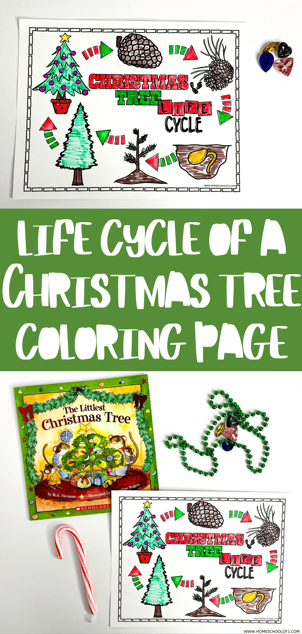 Free Christmas Tree Life Cycle Coloring Page