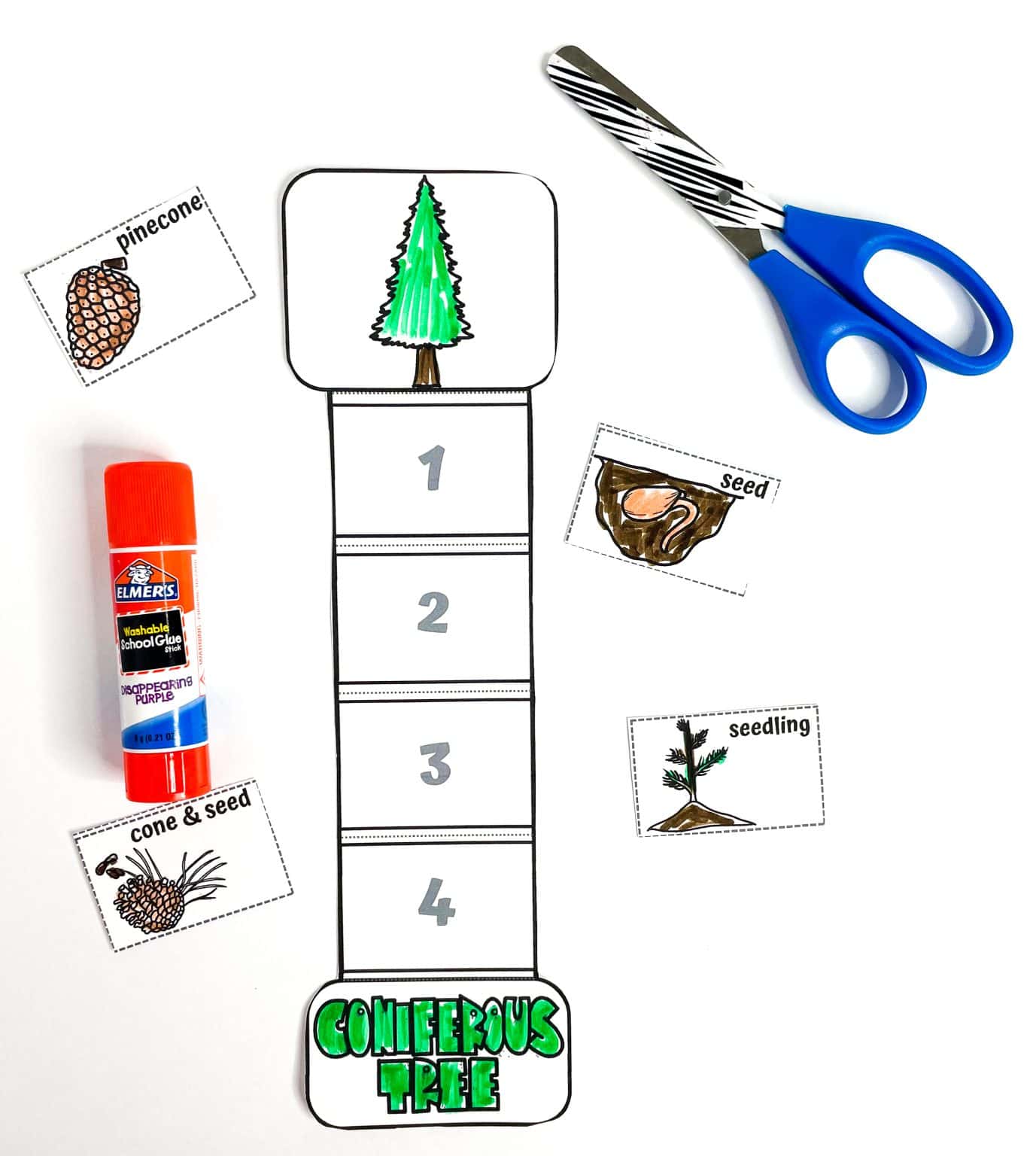 Free Life Cycle of a Christmas Tree Worksheet