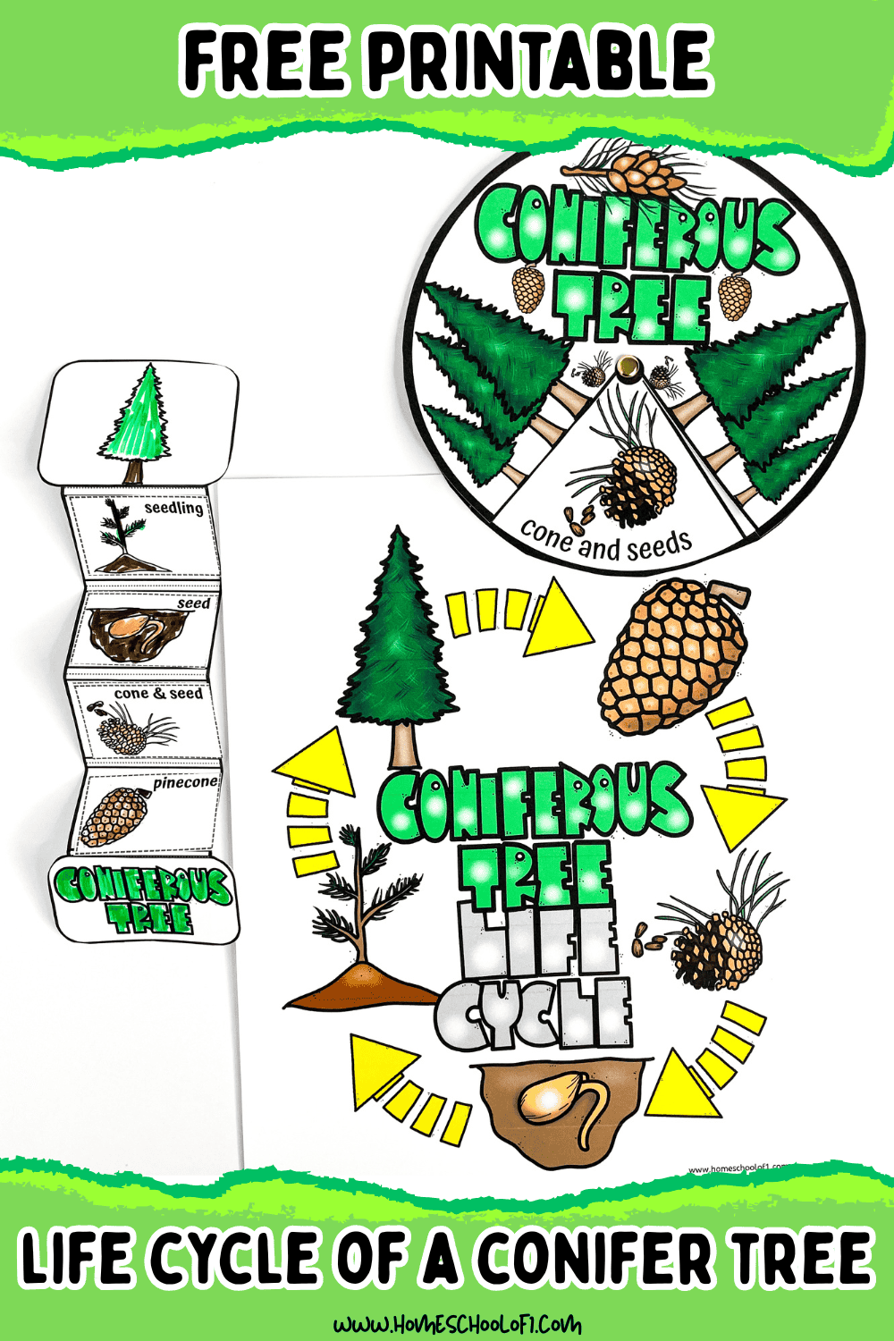 Free Life Cycle of a Christmas Tree Worksheet