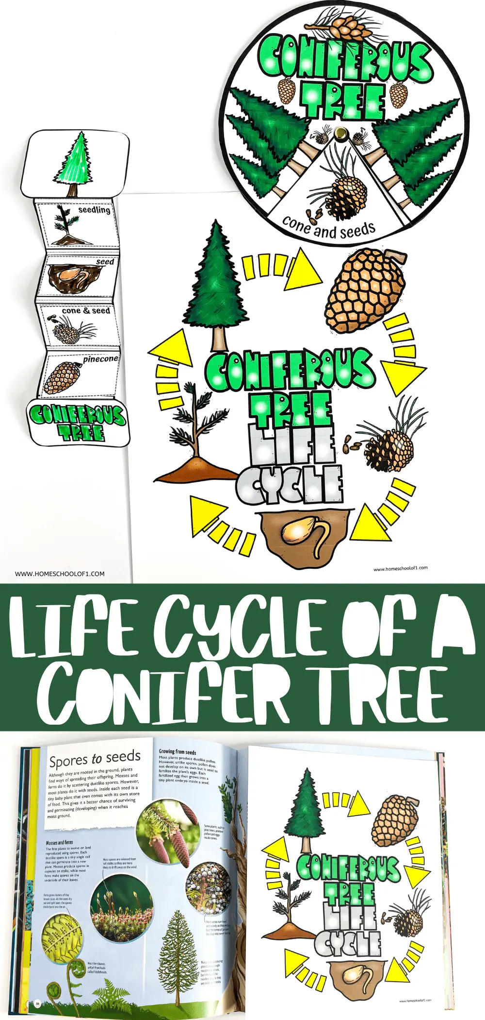 Free Life Cycle of a Christmas Tree Worksheet