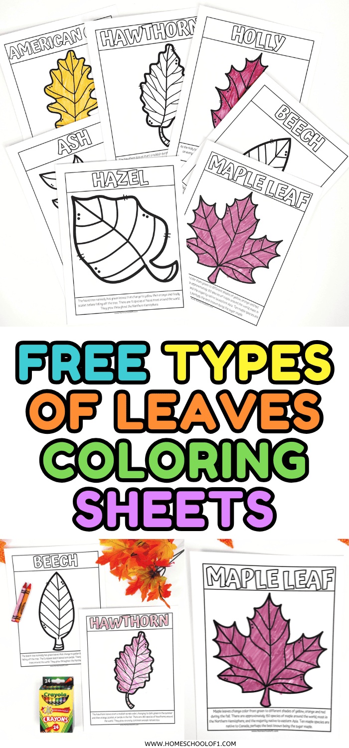 7 Free Leaf Coloring Pages (With Tree Facts & Fall Fun)