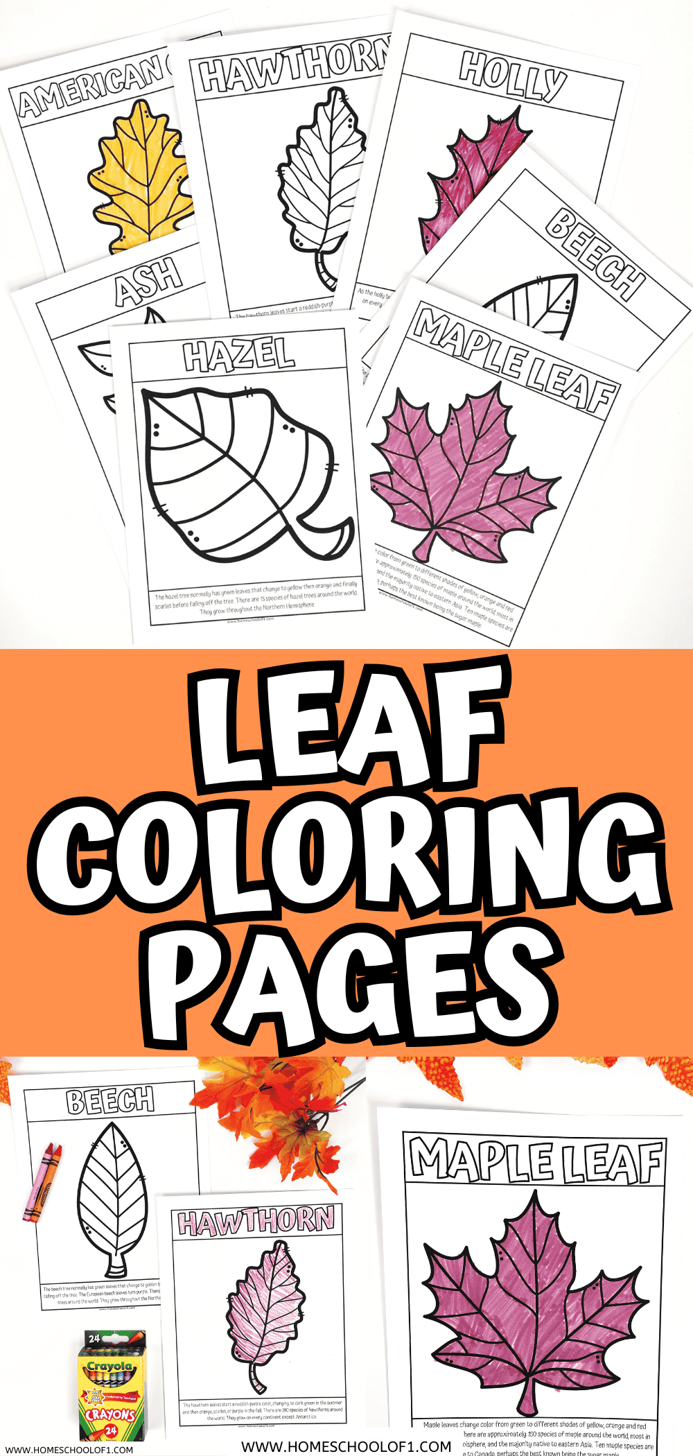 7 Free Leaf Coloring Pages (With Tree Facts & Fall Fun)