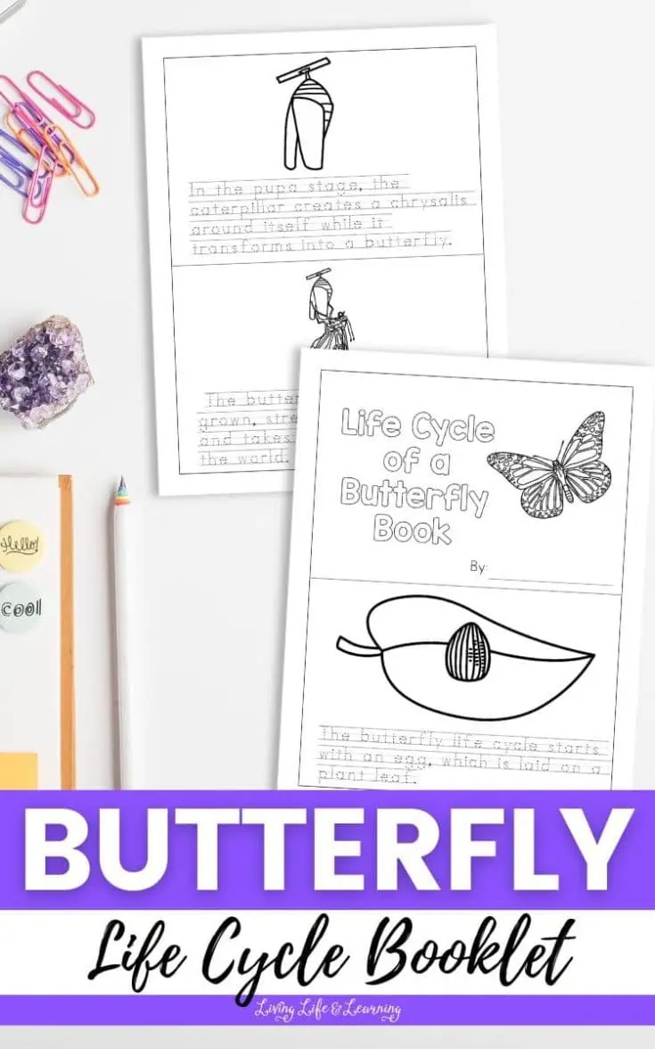 25 Butterfly Life Cycle Activities for Preschoolers