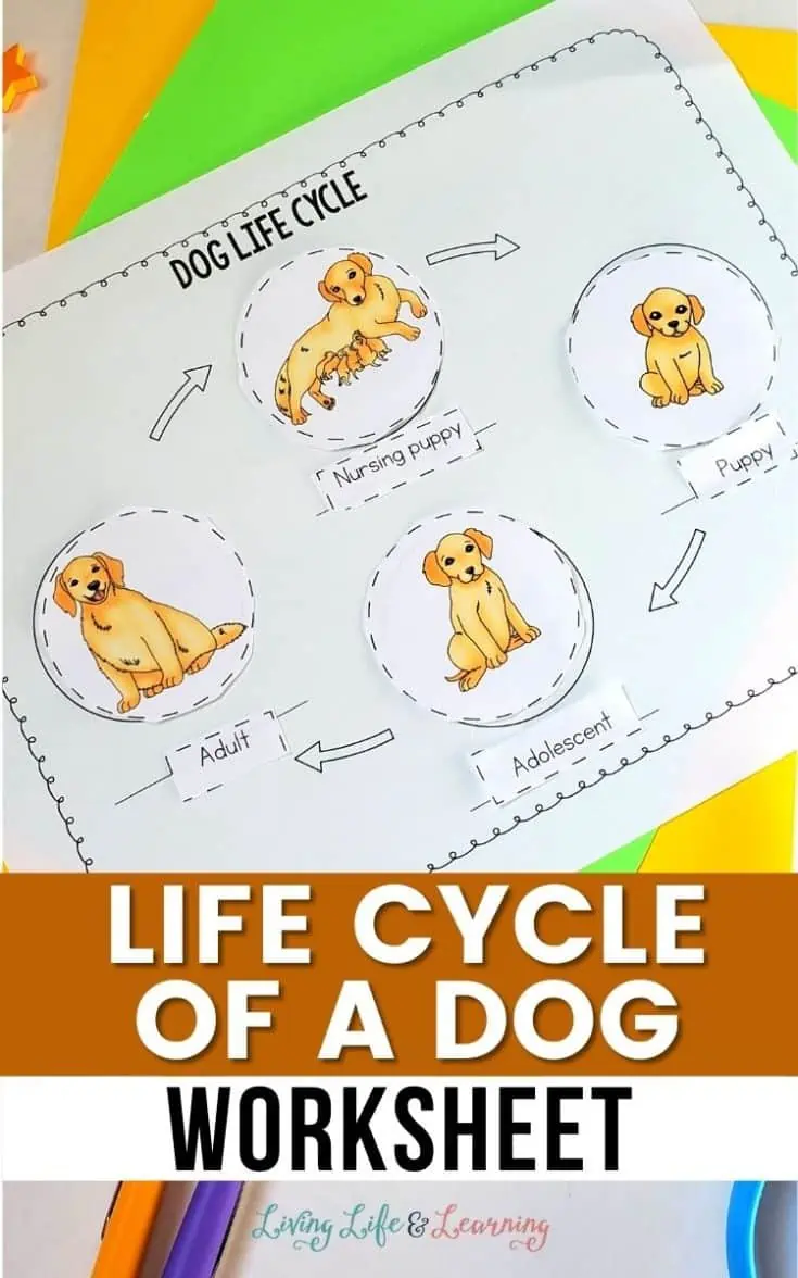 27 Free Letter D Activities for Preschoolers