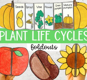 25 Fun Plant Life Cycle Activities For Kids