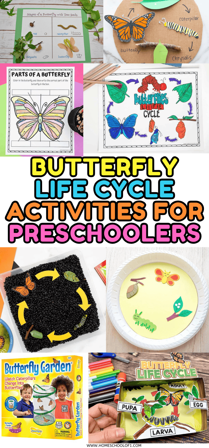 Butterfly Life Cycle Activities for Preschoolers That Keep Them Engaged