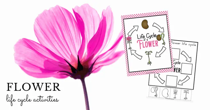 25 Fun Plant Life Cycle Activities For Kids