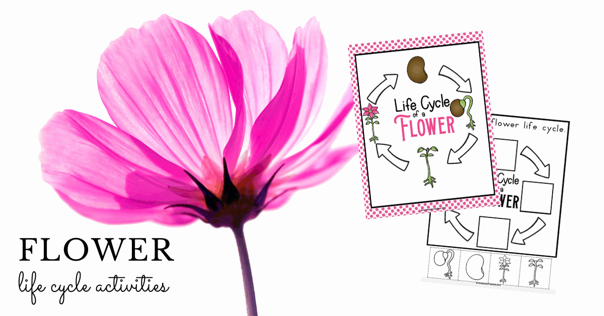 23 Fun Plant Life Cycle Activities For Kids
