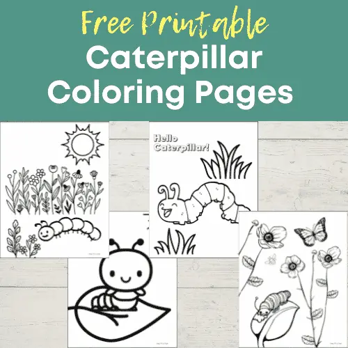 25 Butterfly Life Cycle Activities for Preschoolers