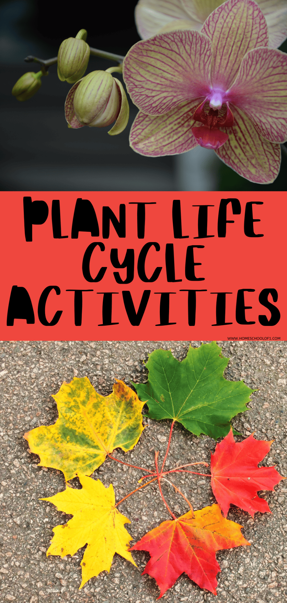 25 Fun Plant Life Cycle Activities For Kids