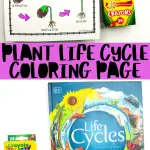 Free Plant Life Cycle Coloring Page