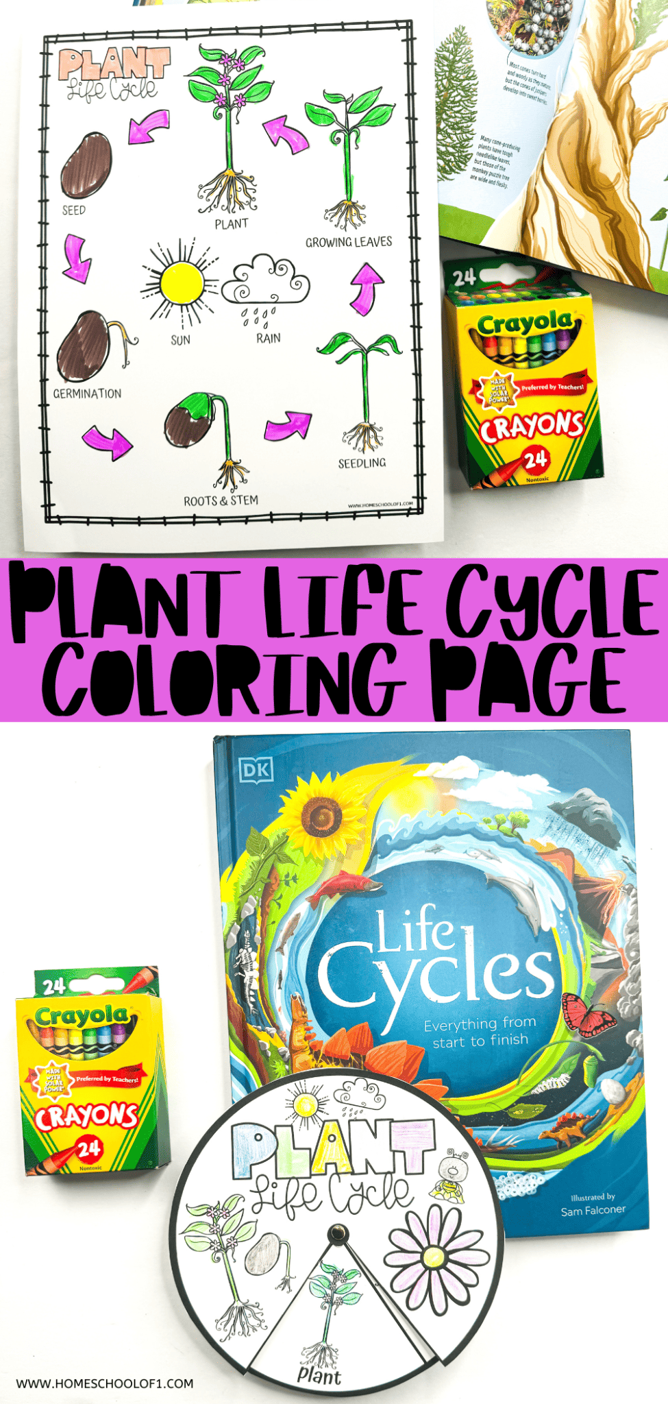 Free Plant Life Cycle Coloring Page