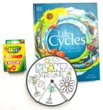 Free Plant Life Cycle Coloring Page