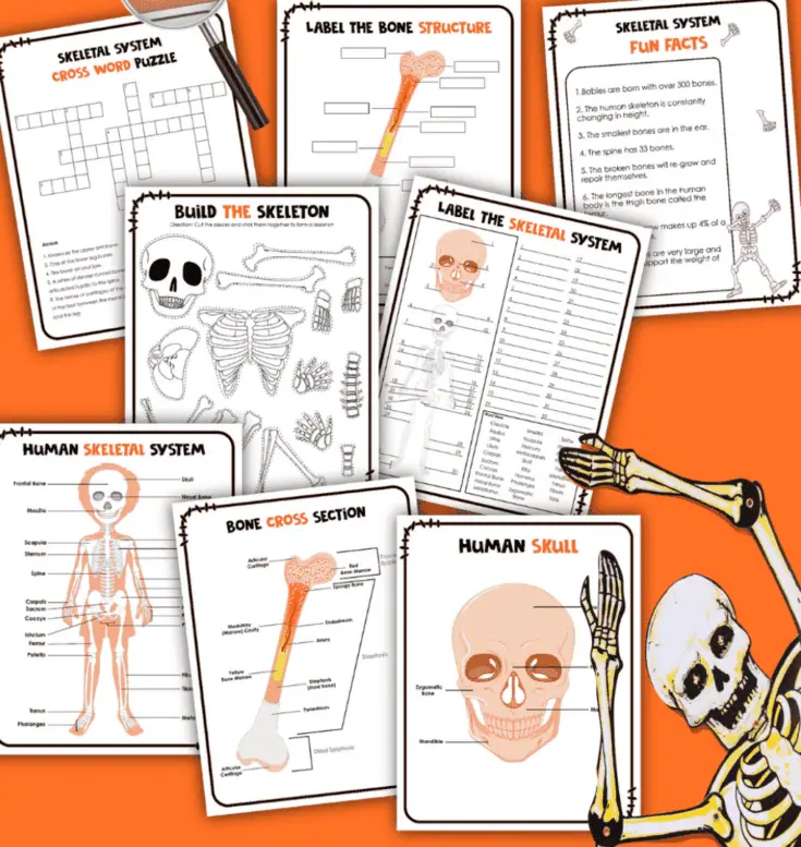 Human Anatomy Worksheets for Kids