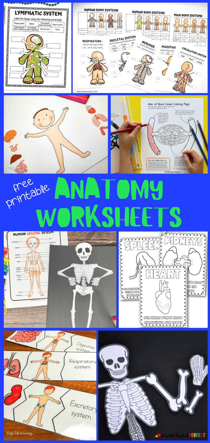 Free Printable Anatomy Worksheets