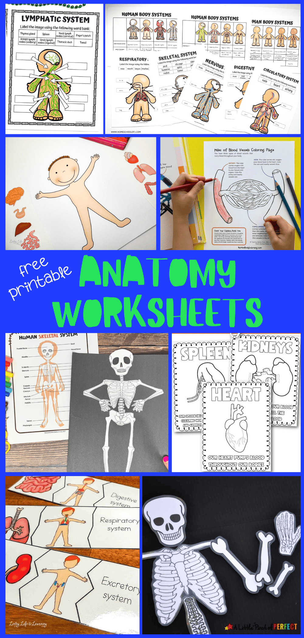 21 Human Anatomy Worksheets for Kids