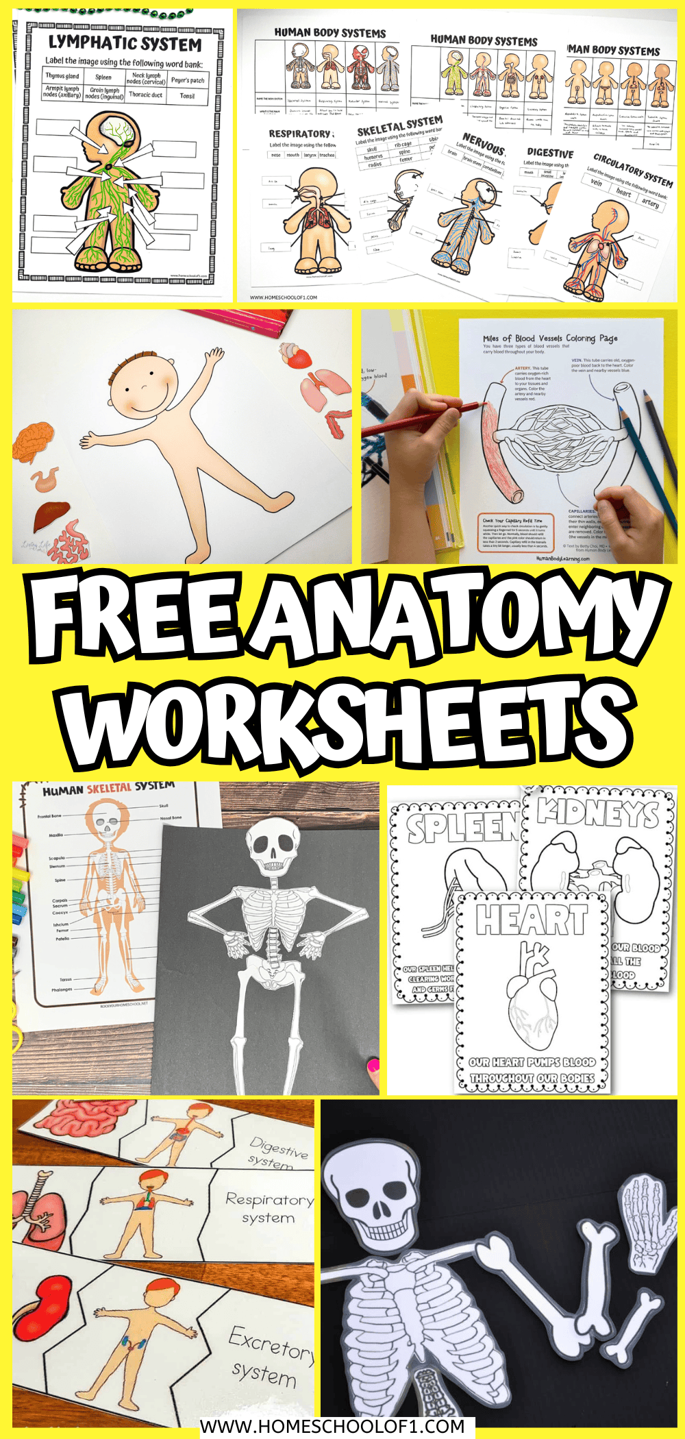 21 Human Anatomy Worksheets for Kids