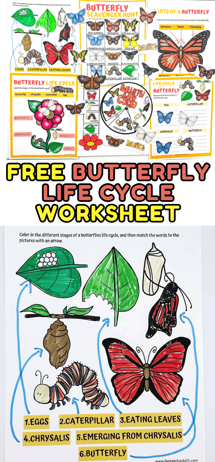 Free Life Cycle of a Butterfly Worksheet