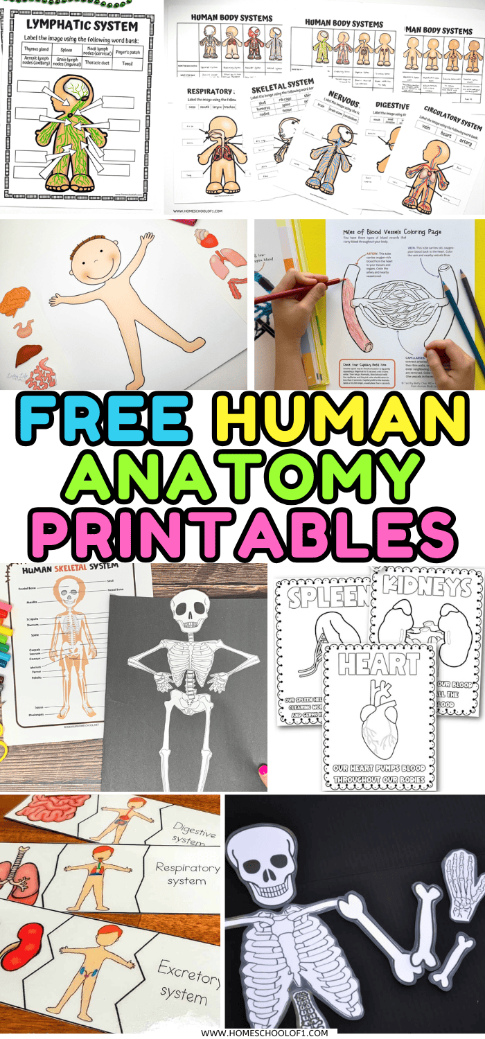 21 Human Anatomy Worksheets for Kids