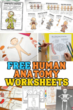 21 Human Anatomy Worksheets for Kids