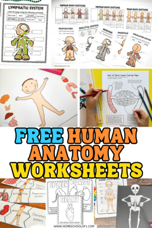 21 Human Anatomy Worksheets for Kids