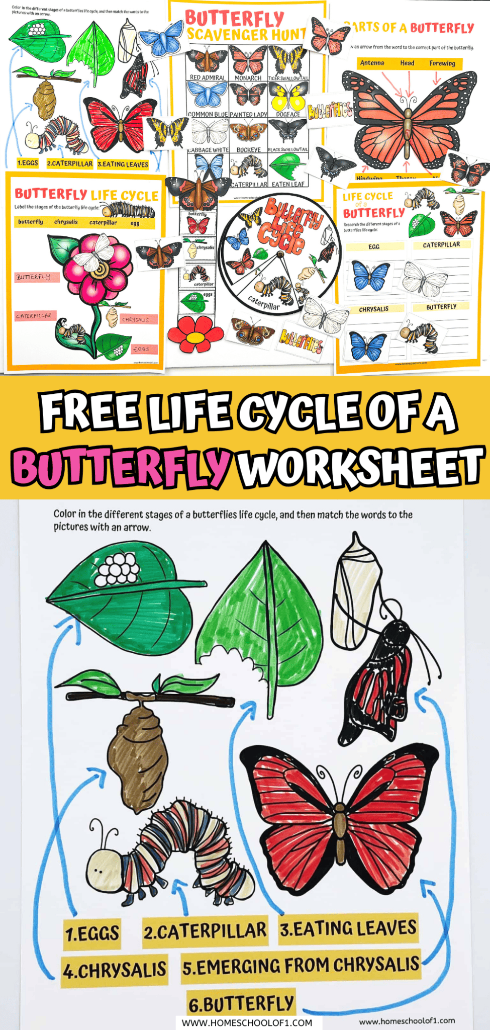 Free Life Cycle of a Butterfly Worksheet
