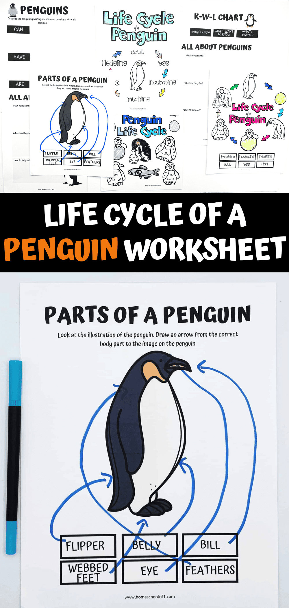 Penguin Life Cycle for Kids (Stages, Diagram & Free Worksheet)