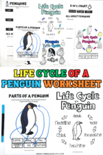 Penguin Life Cycle for Kids (Stages, Diagram & Free Worksheet)