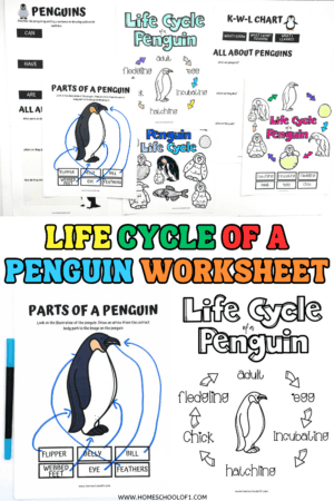 Life Cycle of a Penguin Worksheet for Kids