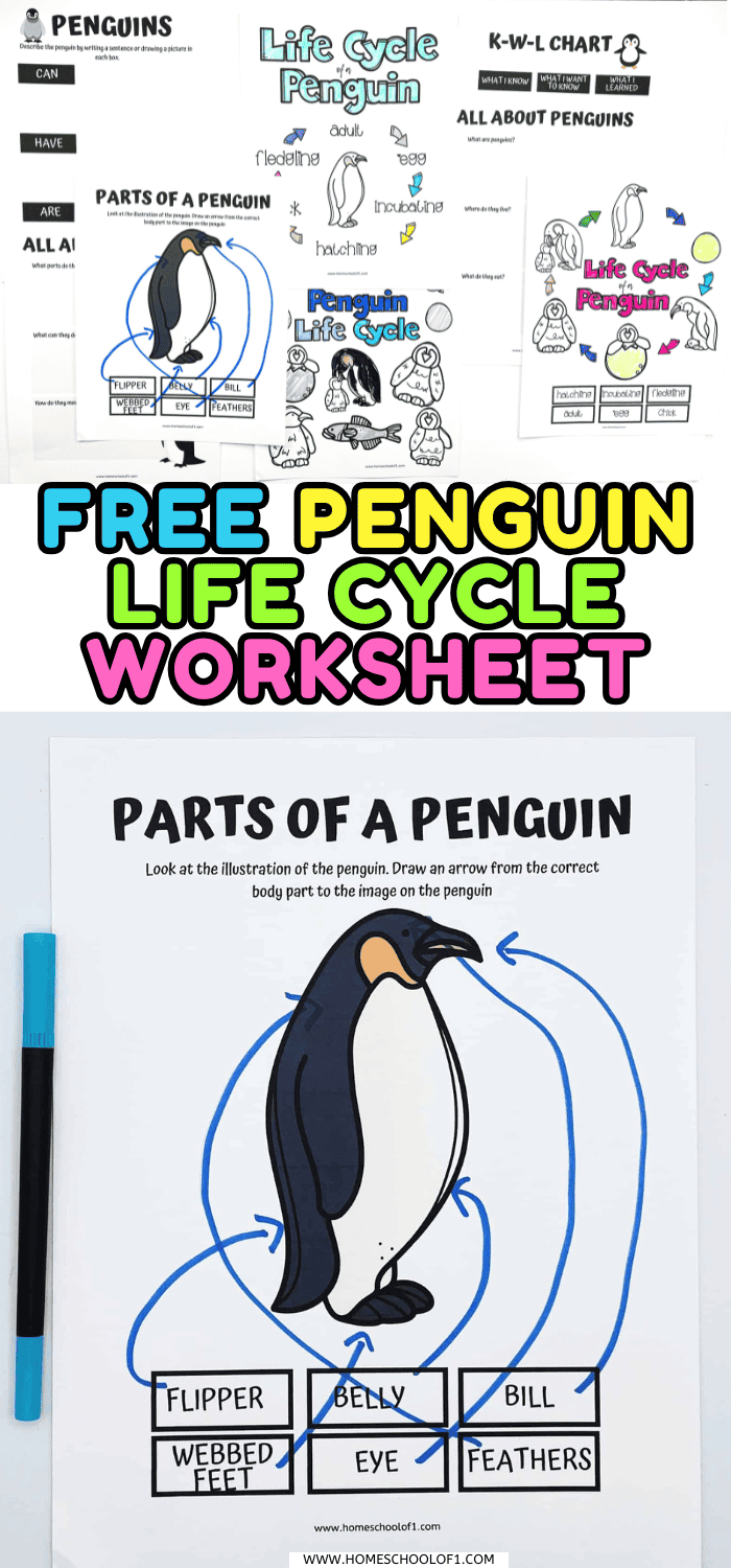 Life Cycle of a Penguin Worksheet for Kids